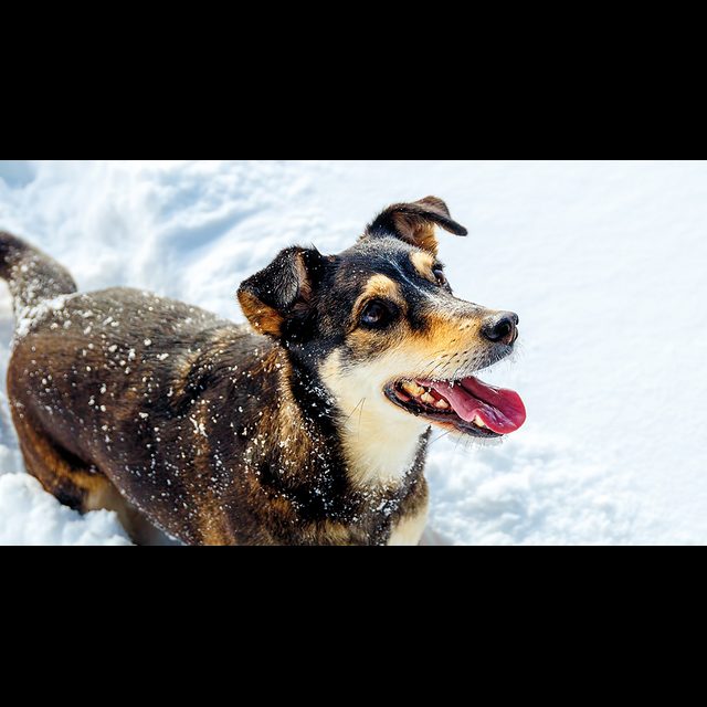 7 wintertips voor je hond
