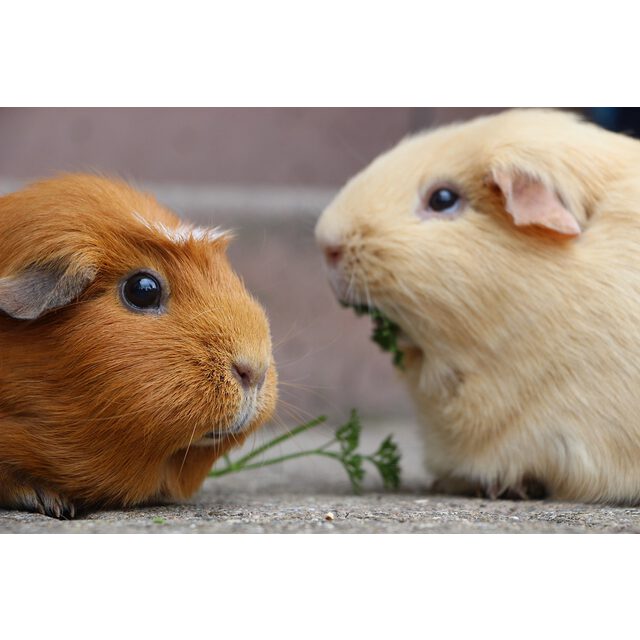 De cavia