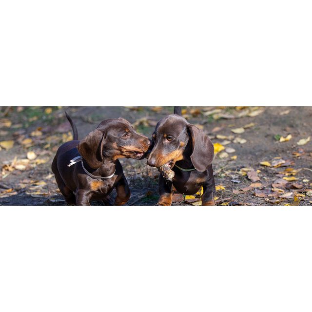 Royal Canin Teckel Hondenvoeding