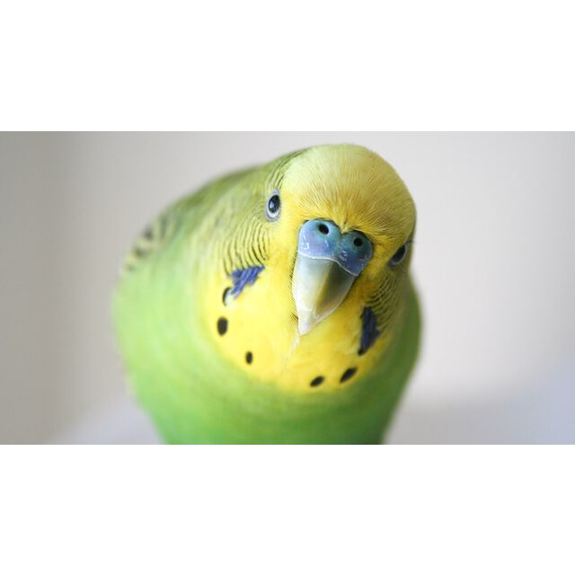 10 tips voor de aanschaf van een vogel als huisdier • Discus