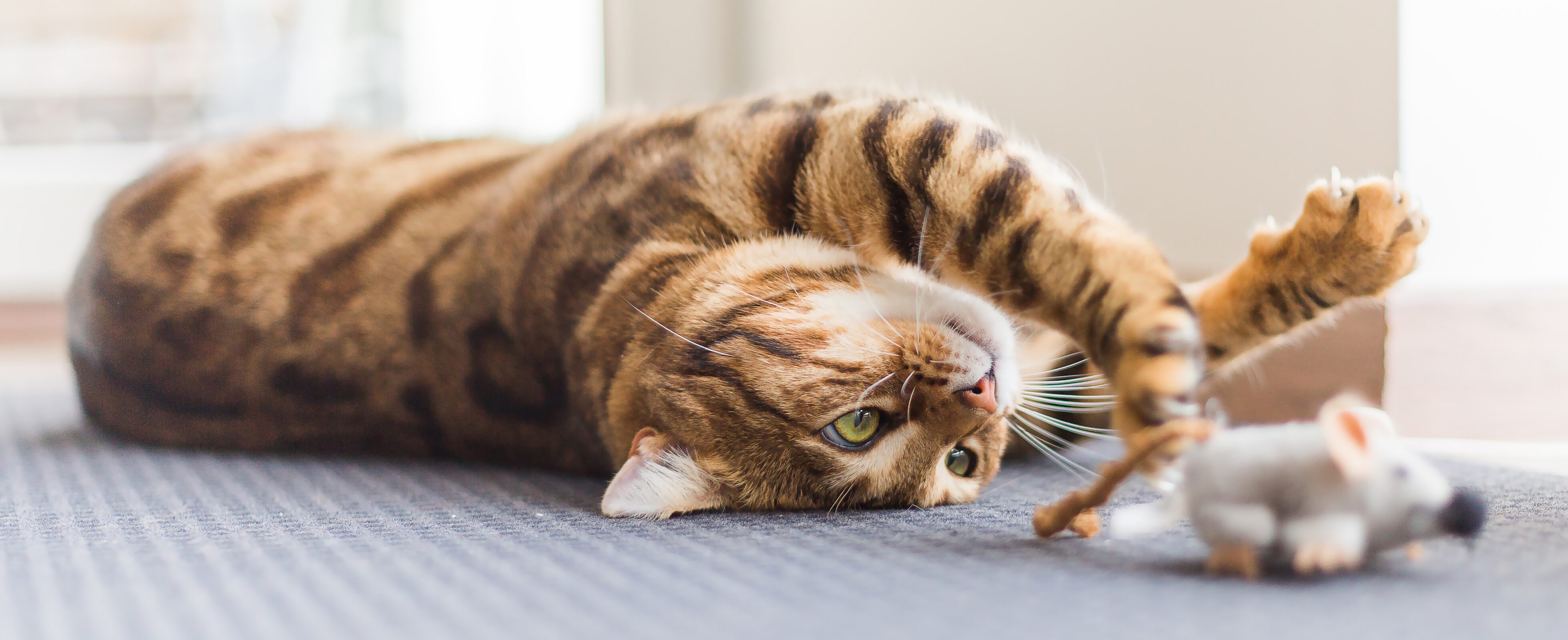 Discus | Met aandacht voor de gezondheid van huisdieren
