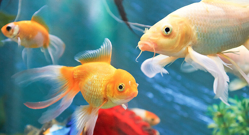 Visvoer, aquarium grind en decoratie voor je aquariumvissen